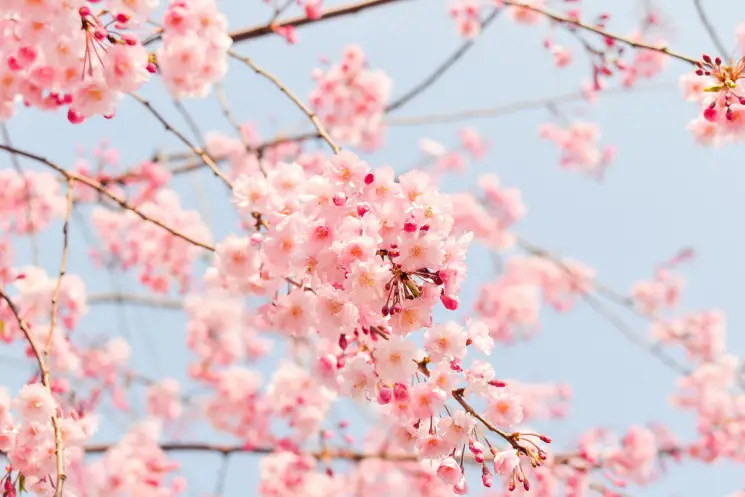 🌸 Como Dizer Flor em Coreano: Guia Completo + Pronúncia [2025]